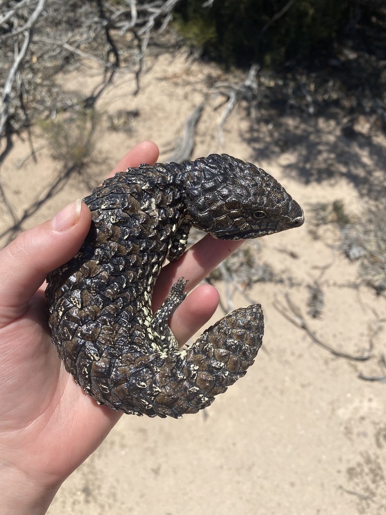 Shingleback Lizard from Unincorp. West Coast, AU-SA, AU on January 03 ...