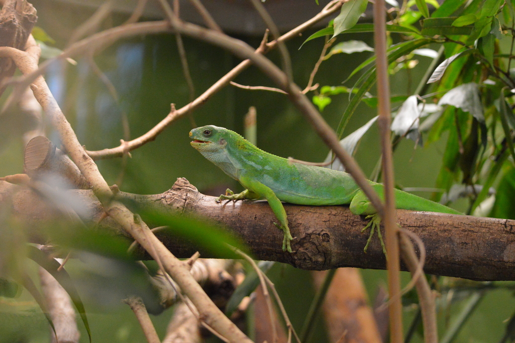 Lau Banded Iguana in January 2022 by Julian. Seen in a zoological ...