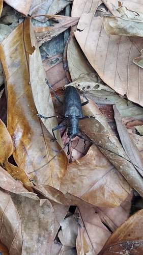 Pelargoderus niger · iNaturalist