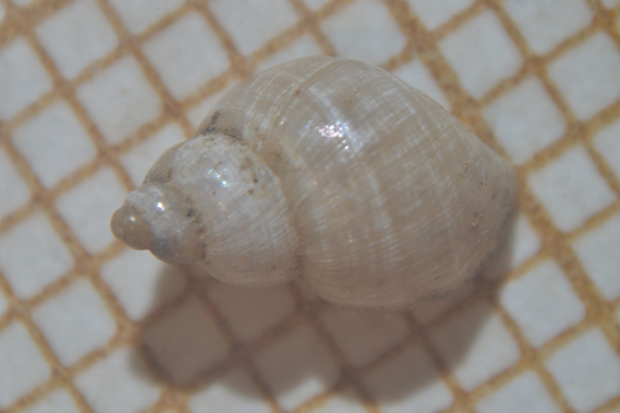 Galba truncatula (O.F.Müller, 1774)