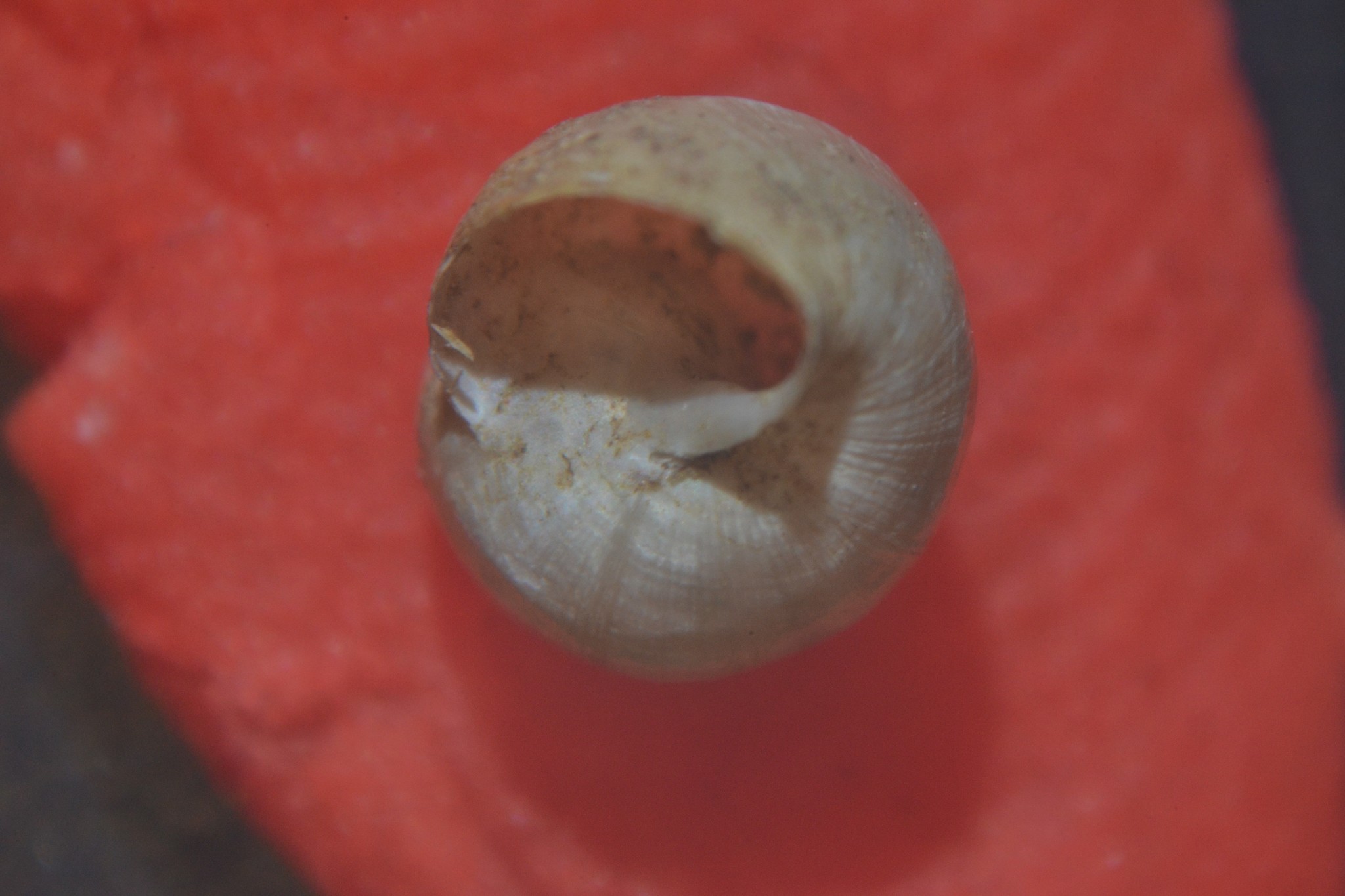 Galba truncatula (O.F.Müller, 1774)