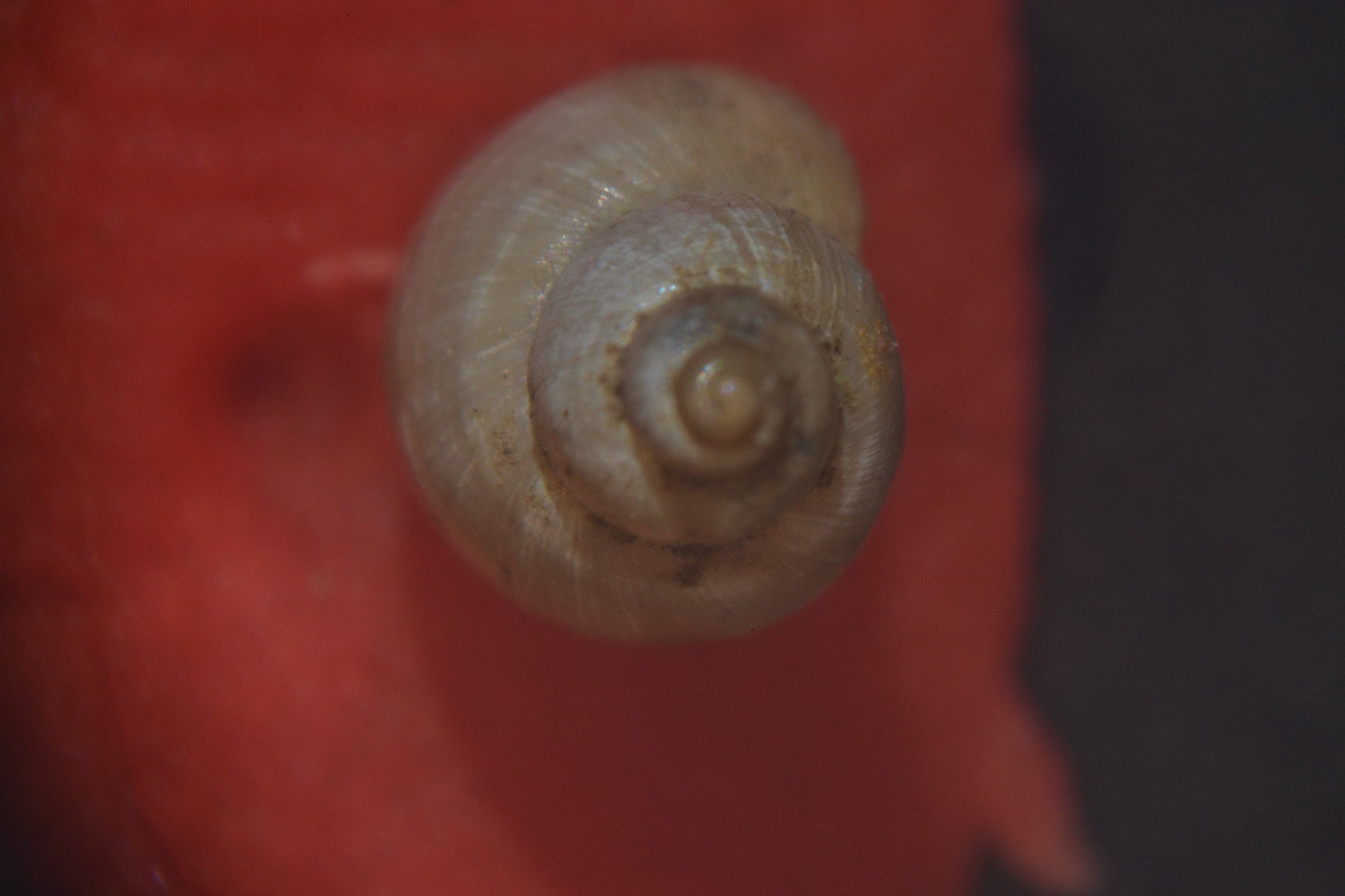 Galba truncatula (O.F.Müller, 1774)