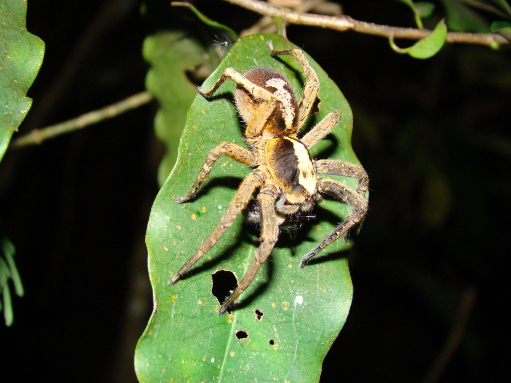 Ornate Tropical Wandering Spider from Itatinga - SP, 18690-000, Brasil ...