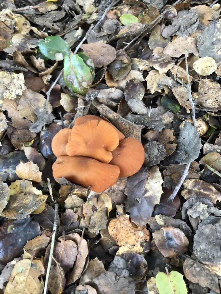 Candy Cap from Los Osos, CA, US on January 1, 2022 at 03:14 PM by ...