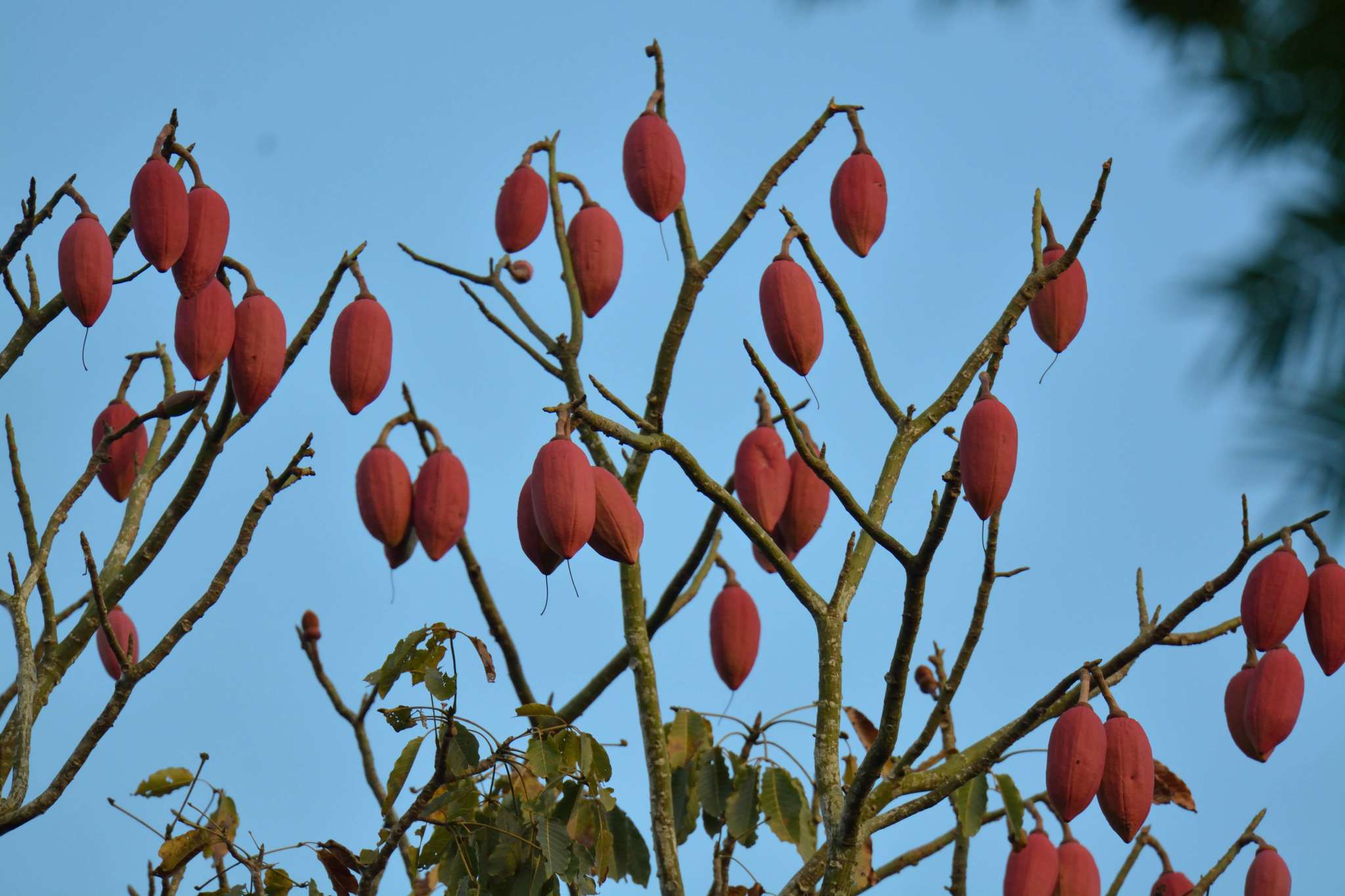 Pseudobombax munguba (Mart. & Zucc.) Dugand