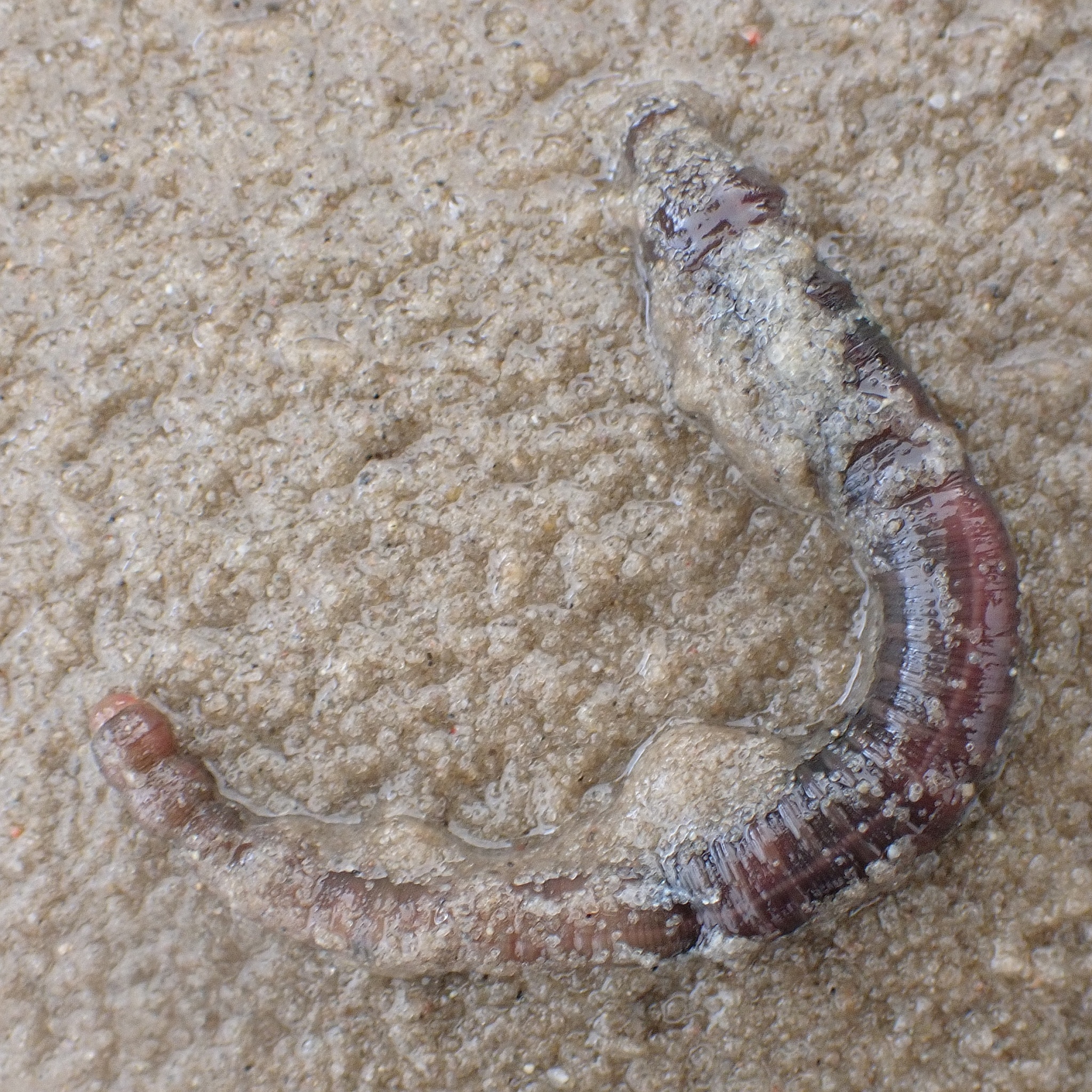 Arenicola marina (Linnaeus, 1758)