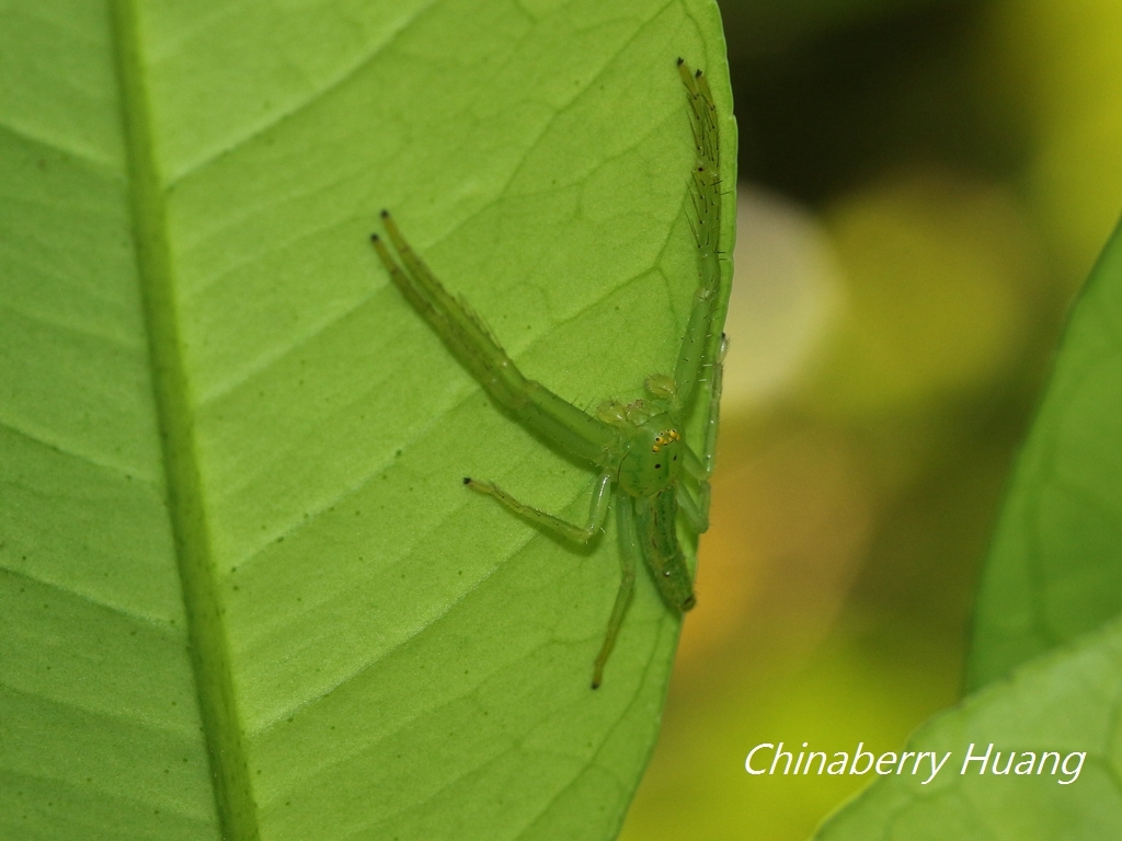 Oxytate hoshizuna Ono, 1978
