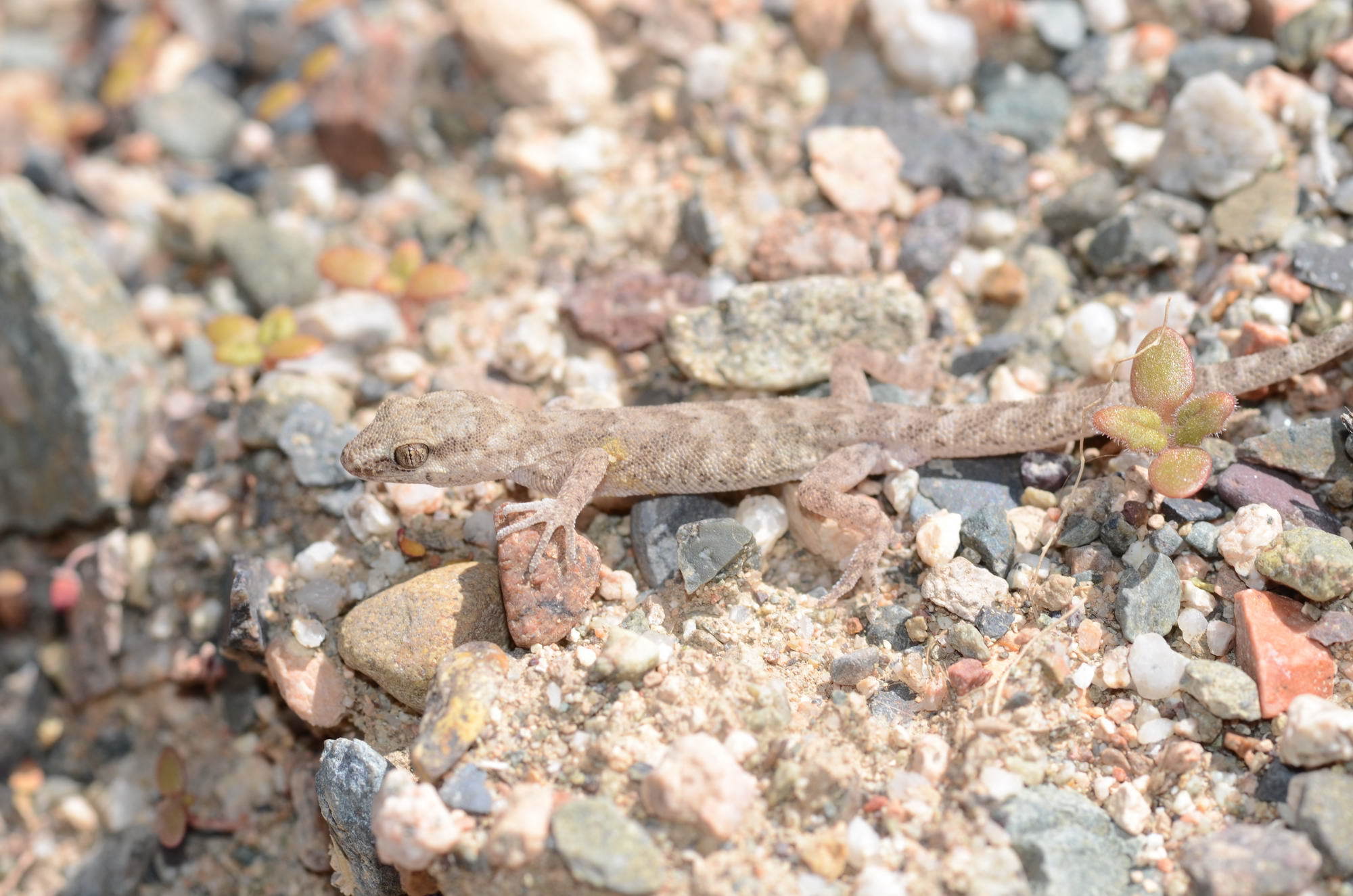 Alsophylax pipiens (Pallas, 1827)