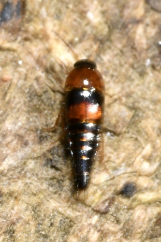 Tachyporus vafer · NaturaLista Colombia