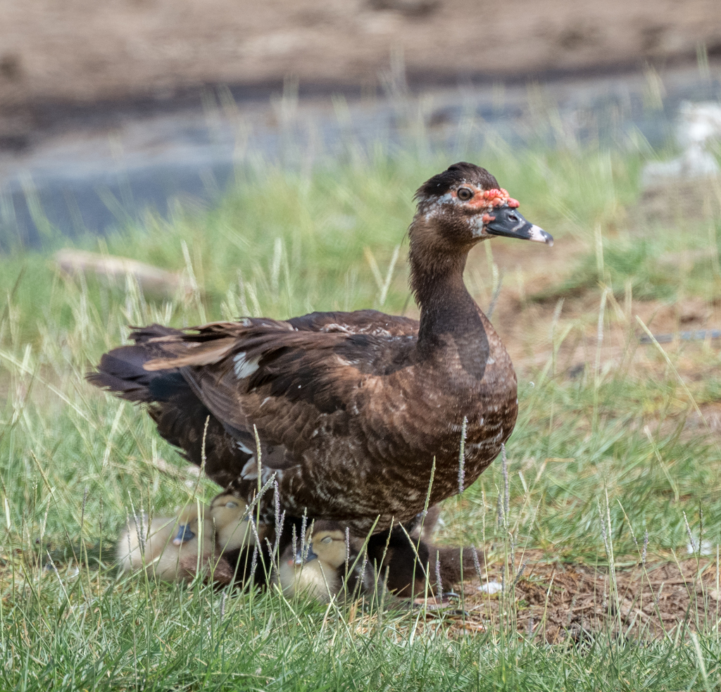Domestic Muscovy Duck from Babati Rural, Tanzania on June 5, 2019 at 11 ...