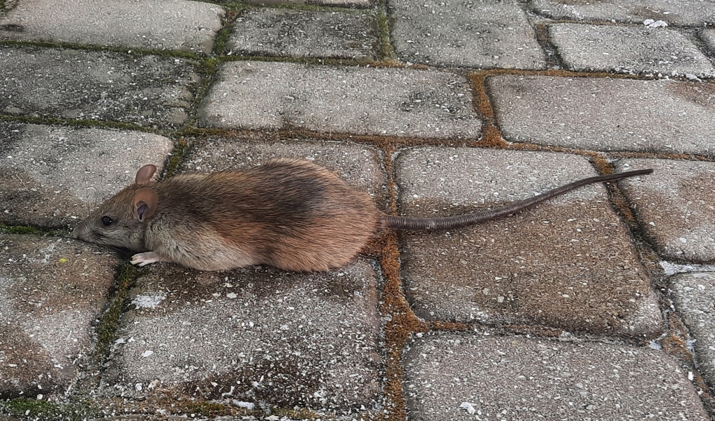 Brown Rat from Longboat Key on January 09, 2022 at 11:31 AM by redtail5 ...