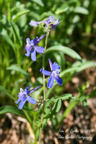 upland larkspur from La Plata County, CO, USA on May 19, 2009 at 09:16 ...
