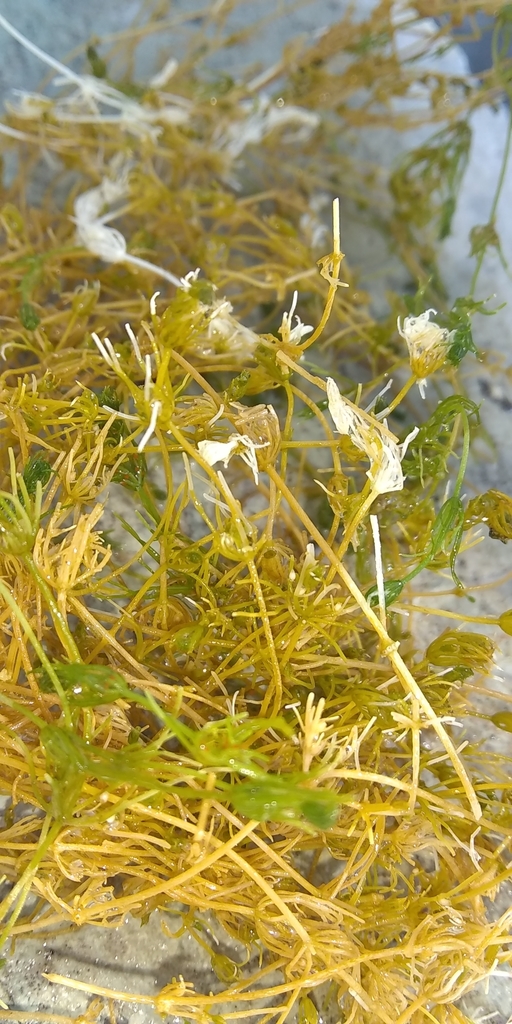 muskgrass from 75240 Pue., México on January 09, 2022 at 10:41 AM by ...