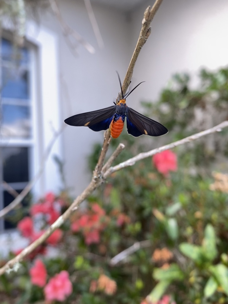 Tiger Moths from Deep Lake Dr, Orlando, FL, US on January 7, 2022 at 02 ...
