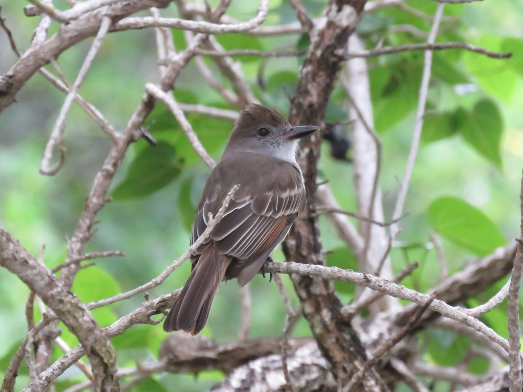 Myiarchus tyrannulus insularum from Utila, Honduras on December 15 ...