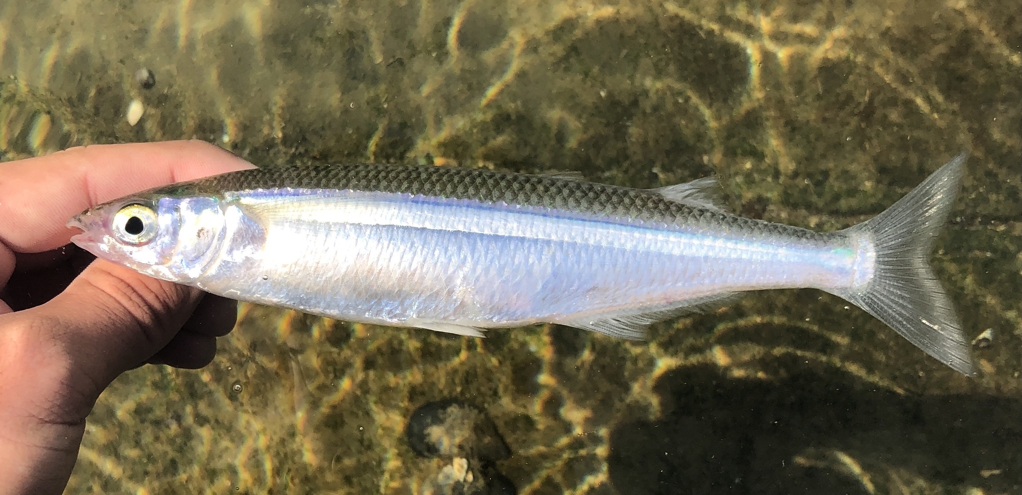 Atherinops affinis (Ayres, 1860)