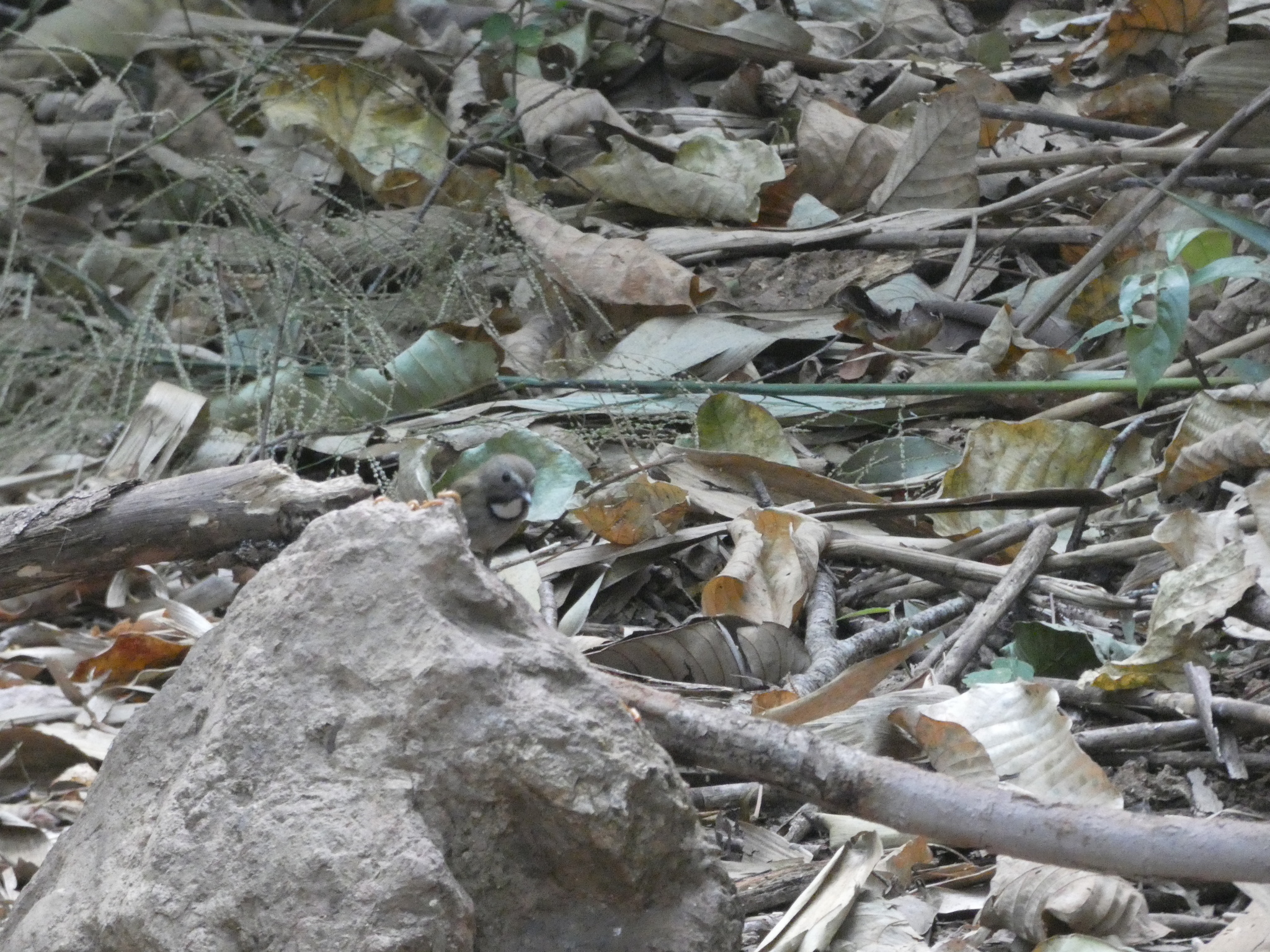 Anthipes monileger (Hodgson, 1845)