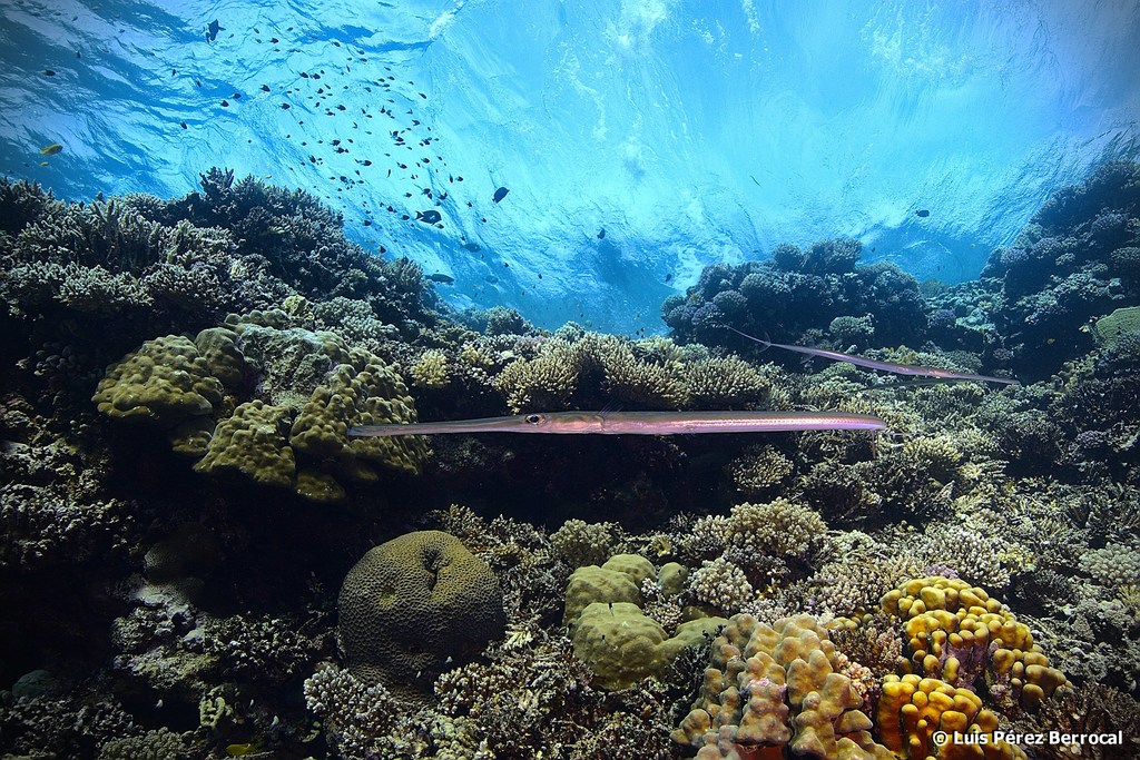 Bluespotted Cornetfish (Parsley Bay and Surrounds Fishes) · iNaturalist