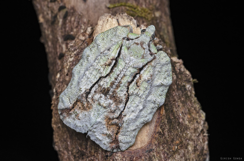 Atracis cretacea · iNaturalist