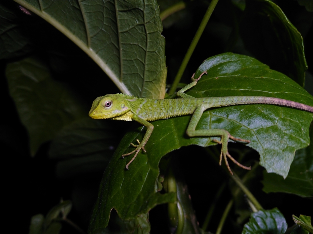 Great Crested Canopy Lizard from Pagadungan, Kec. Karang Tj., Kabupaten ...