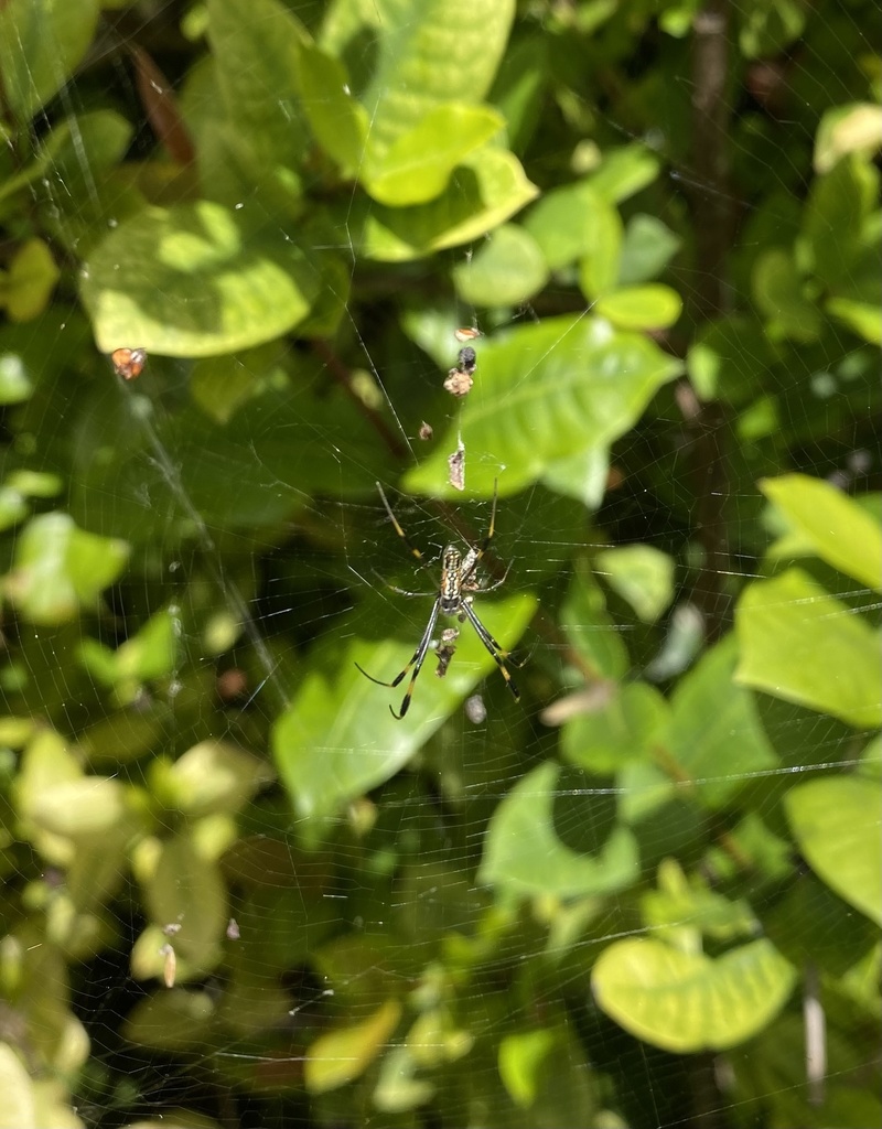 Golden Silk Spider from Vaca Key, Marathon, FL, US on January 9, 2022 ...