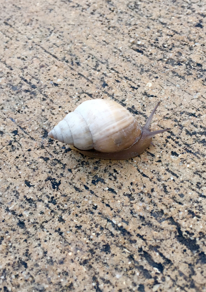 prairie rabdotus (Terrestrial Mollusks of Alabama) · iNaturalist