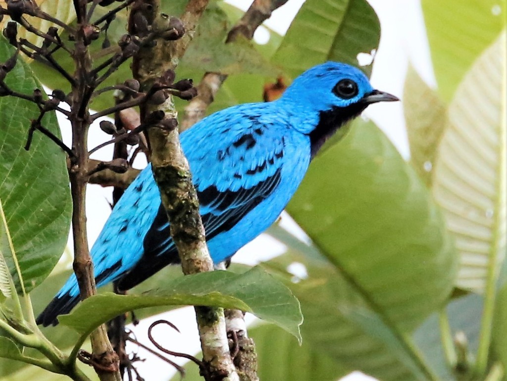 Blue Cotinga from Burbayar, Guna Yala, Panamá on November 03, 2021 at ...