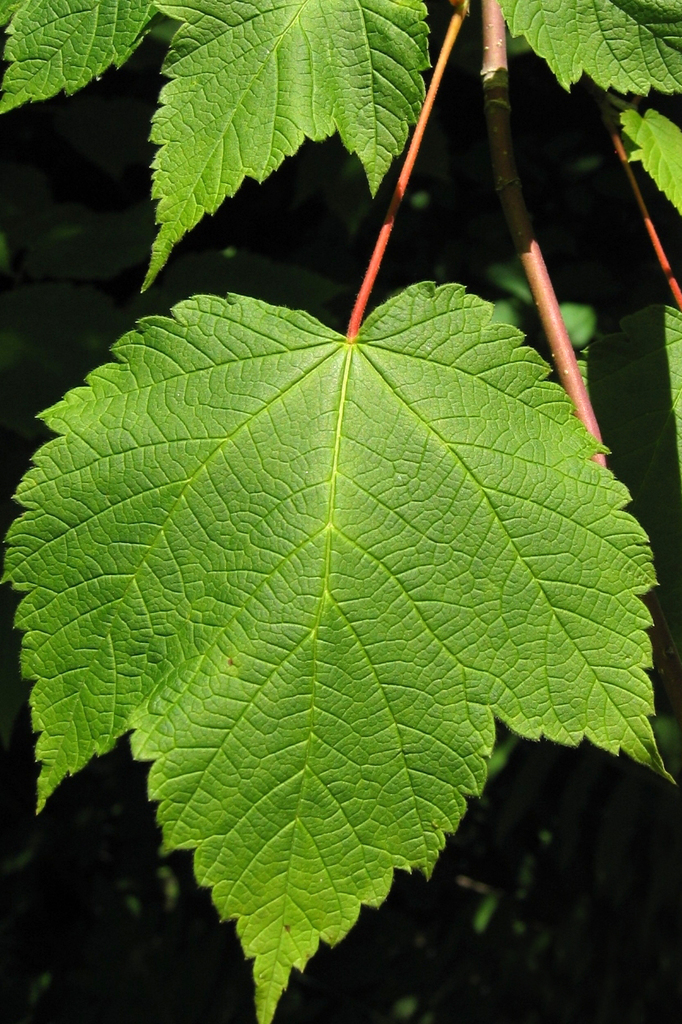 Mountain Maple (Hazelwood Lake Shoreline & Wetland Plants) · iNaturalist
