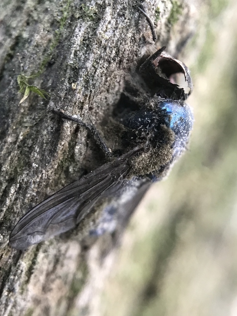 Entomophthora from Drumore, PA, US on January 08, 2022 at 02:59 PM by ...