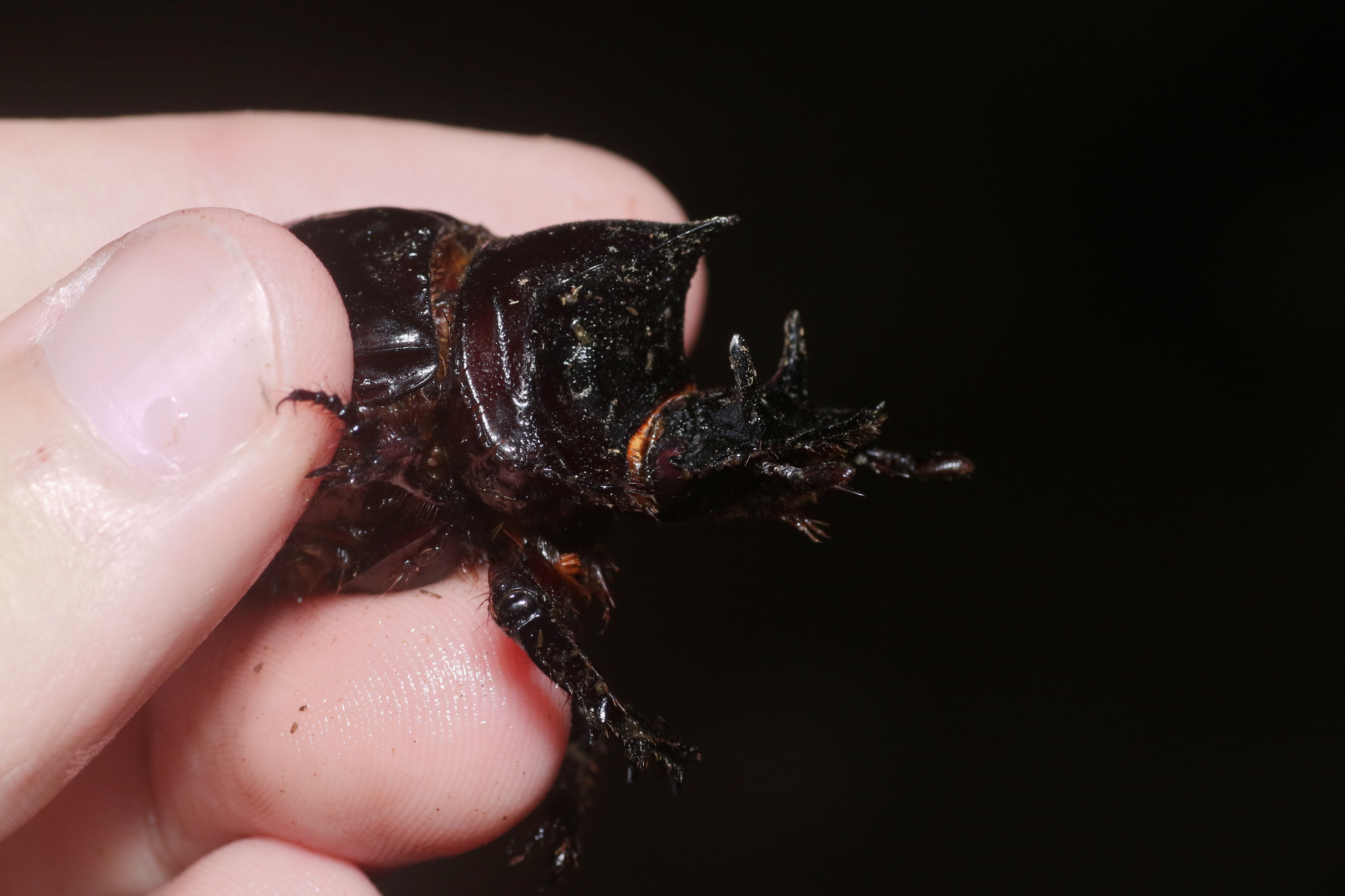 Heliocopris faunus Boheman, 1857