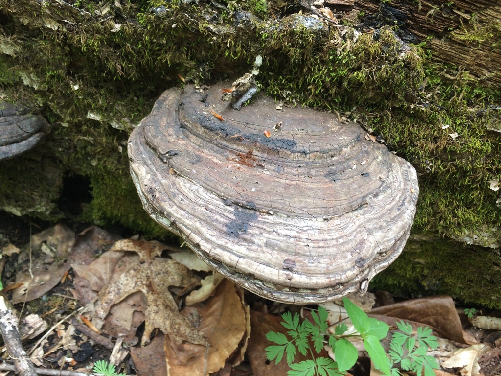 Ganoderma megaloma from Brown County State Park, Nashville, IN, US on ...