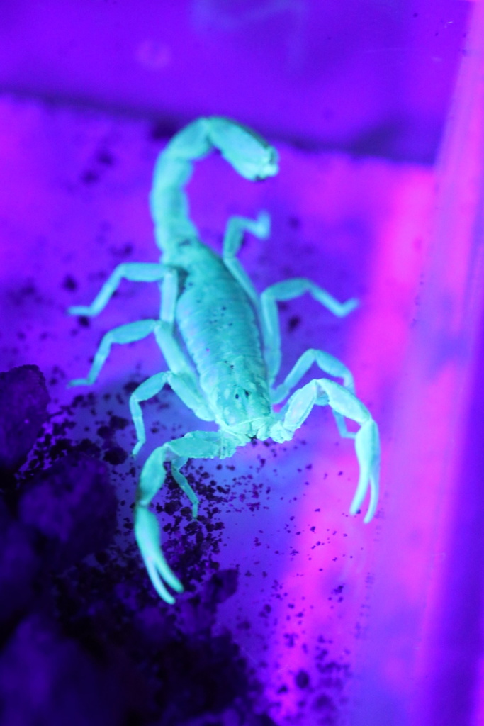 Devil Scorpions from Coconino National Forest, Sedona, AZ, US on ...