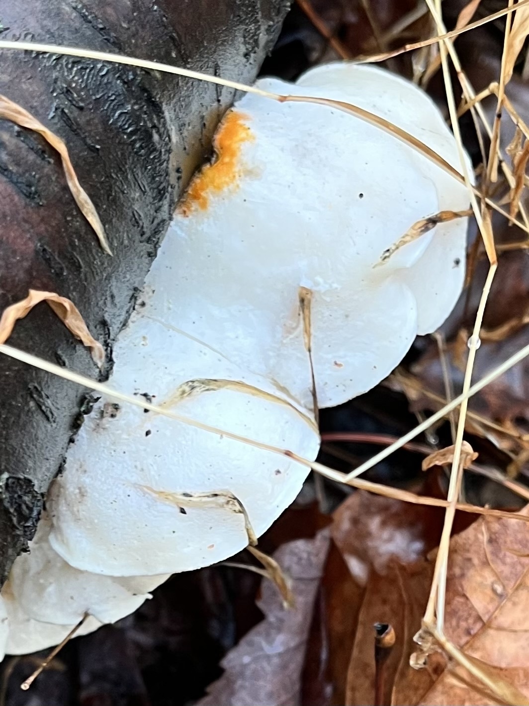 Tyromyces chioneus (Fr.) P.Karst.