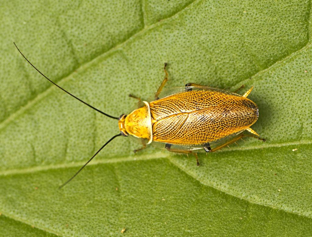 bush cockroach from Unnamed Road, Bunya QLD 4055, Australia on January ...