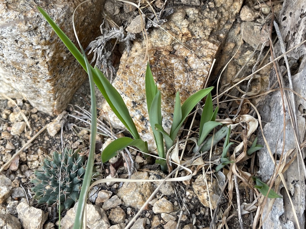Gibasis venustula peninsulae from Paraiso Escondido, Cabo San Lucas, B ...