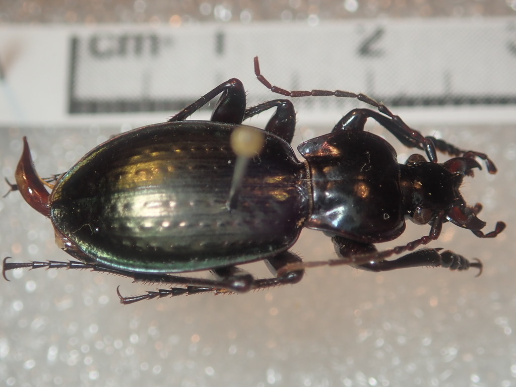 Carabus faustus in April 1984 by Dr. Guido Bohne. leg. Blumenthak ssp ...