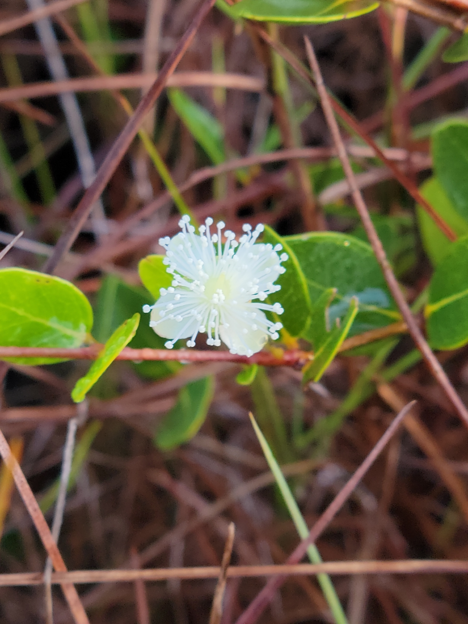 Mosiera longipes (O.Berg) Small