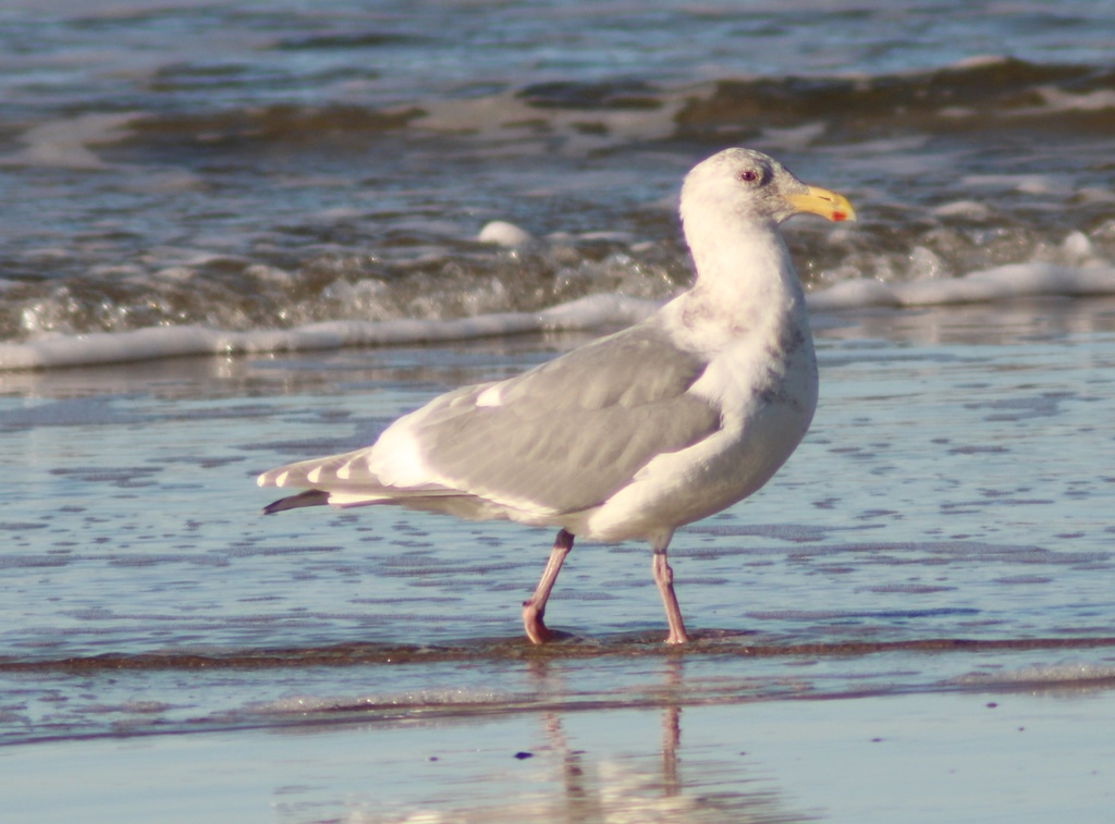 Large White-headed Gulls from Lincoln County, OR, USA on January 09 ...