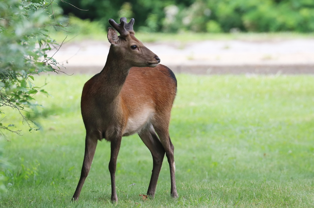 Sika Deer from Yaphank, NY, USA on June 13, 2021 at 03:09 PM by Brenda ...