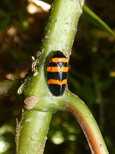 género Chinana · NaturaLista Colombia