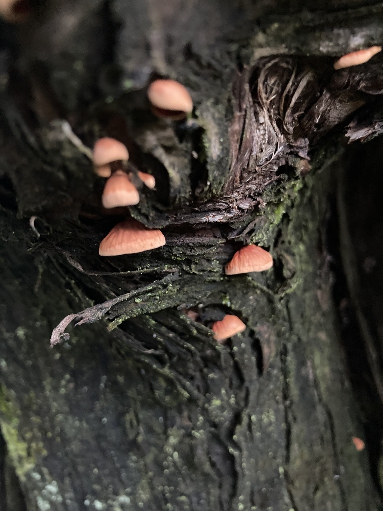 Anthracophyllum archeri from N Barcelona St, Pensacola, FL, US on ...