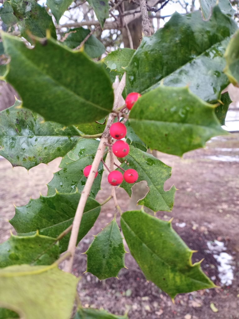 American holly from Naval Academy, MD 21402, USA on January 9, 2022 at ...