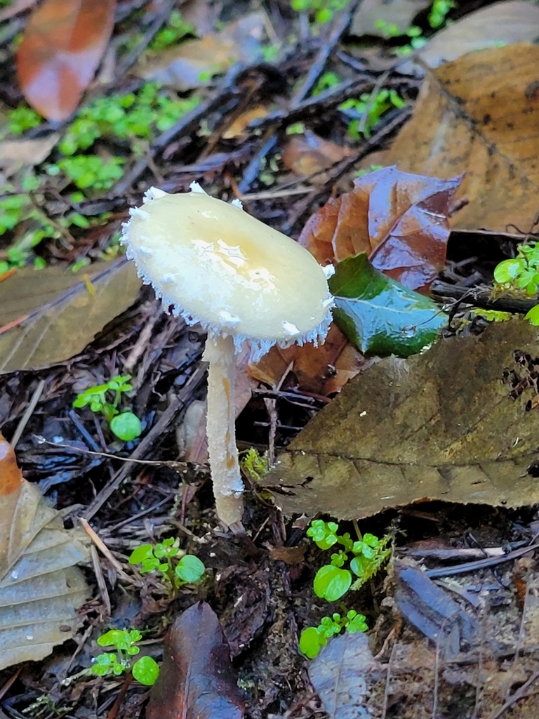 Questionable Stropharia from La Honda, CA 94020, USA on January 09 ...