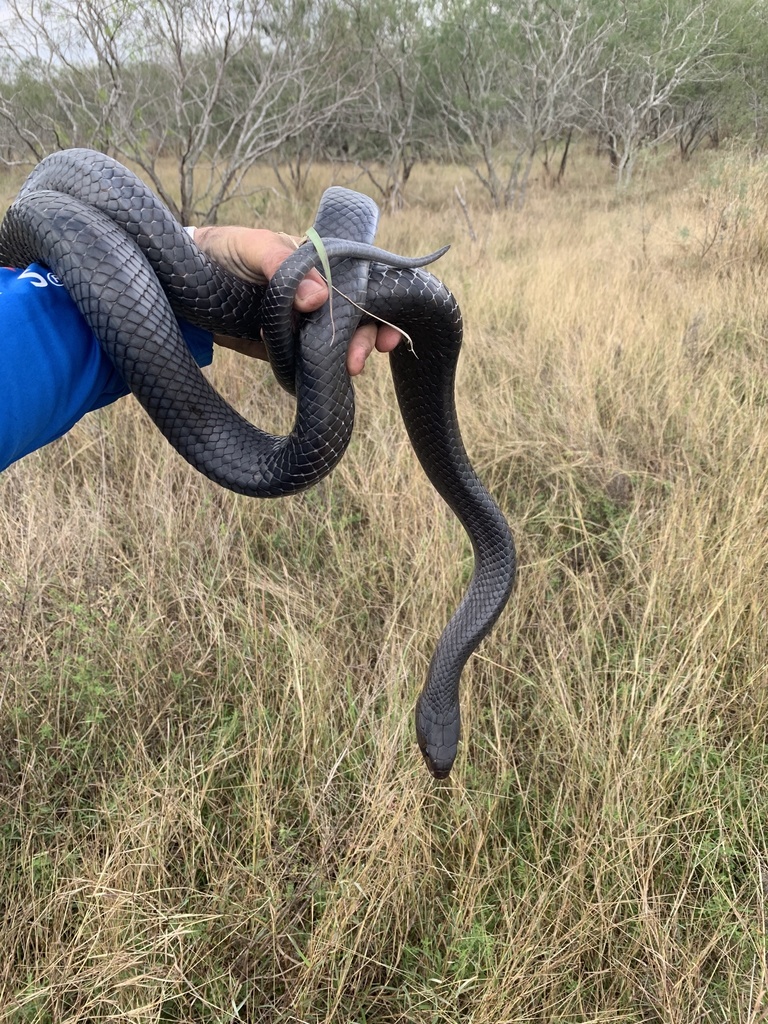 Texas Indigo Snake in January 2022 by crotrox. Willacy co TX · iNaturalist