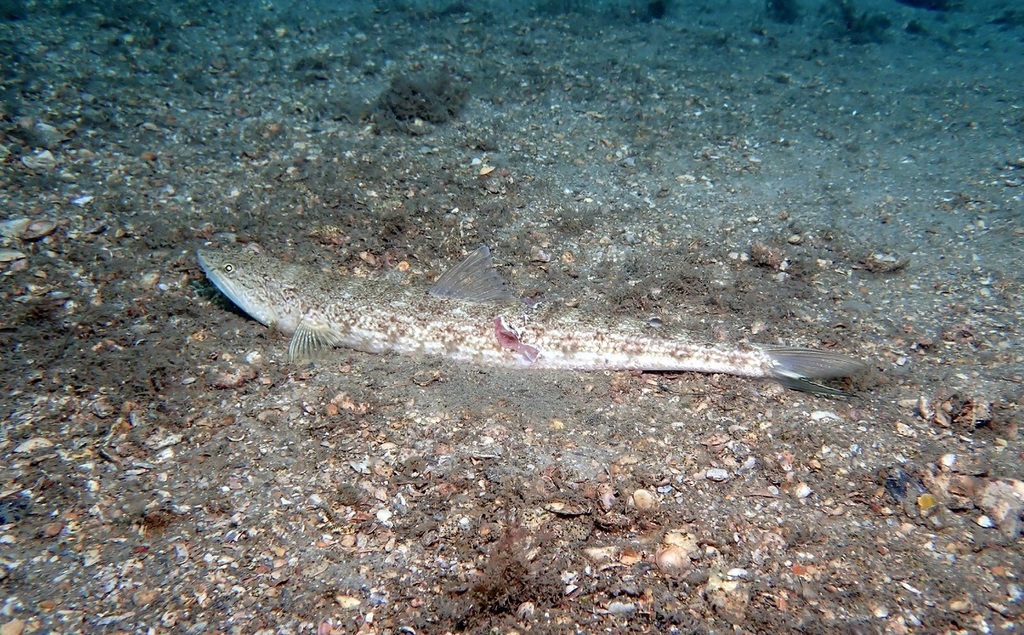 Inshore Lizardfish (Synodus foetens) - Marine Life Identification