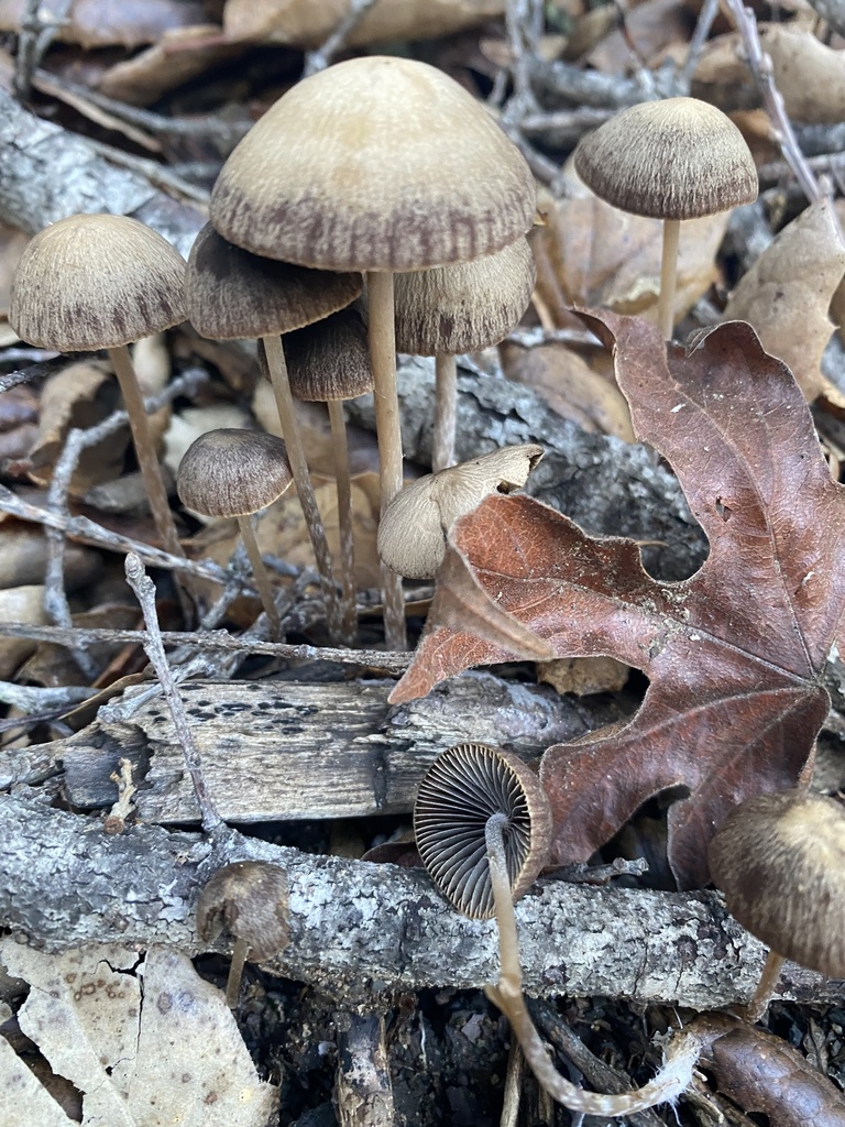 red edge brittlestem from Los Padres National Forest, Santa Barbara, CA ...