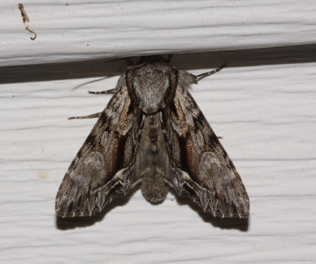 Hyppa from Québec, Canada on July 19, 2021 at 11:04 PM by Michel ...