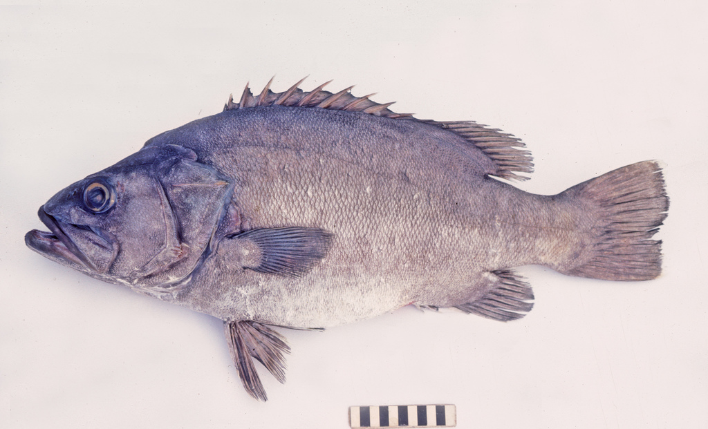 Atlantic Wreckfish (Polyprion americanus) - Marine Life Identification