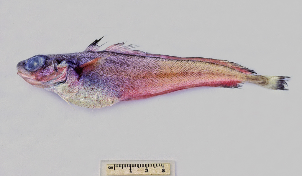(Notophycis) - Marine Life Identification
