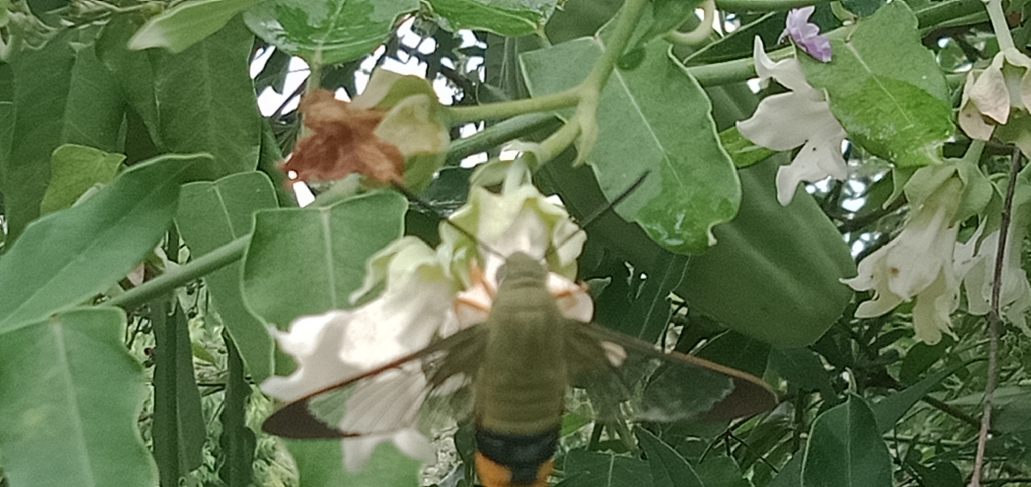 Cephonodes kingii MacLeay